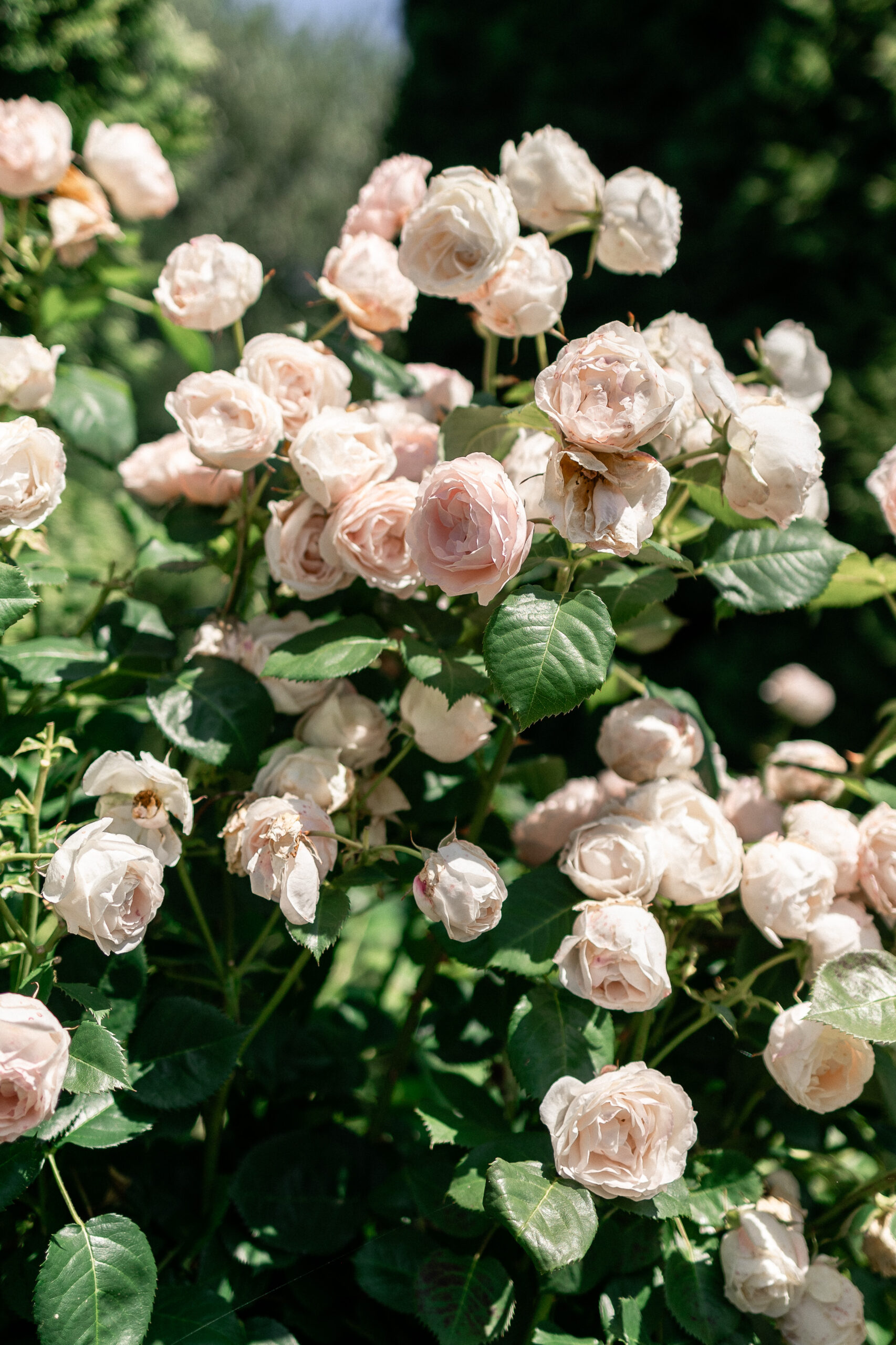Hycroft Manor Wedding: An Elegant Vancouver Venue Steeped in History ...